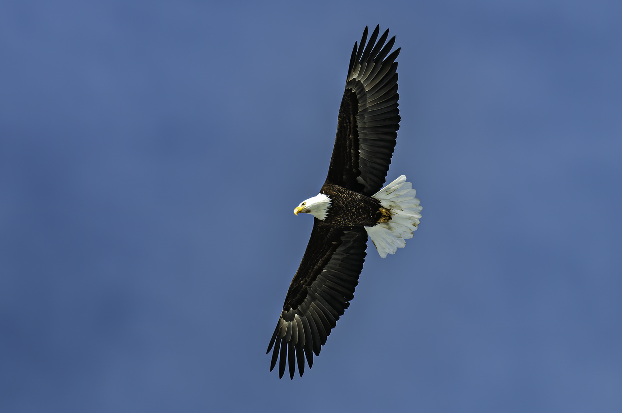 Tariff Troubles Continue | CI Global Asset Management