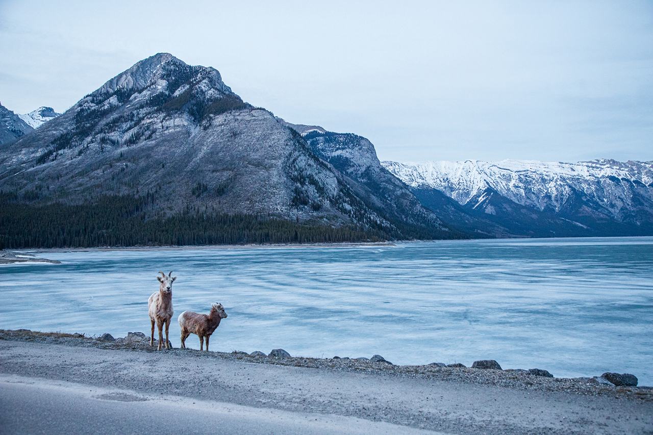 Tax Highlights from the 2025 Alberta Budget | CI Global Asset Management